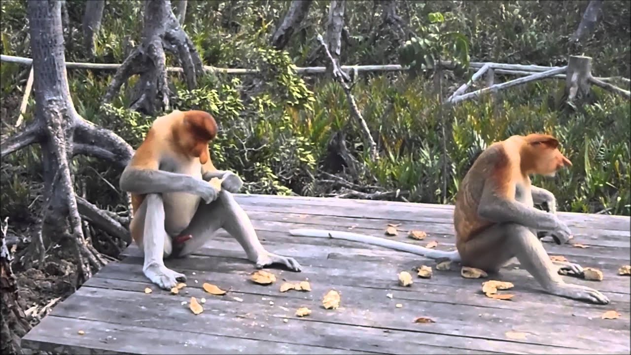 Monyet Belanda / Proboscis Monkey @ Sandakan - YouTube