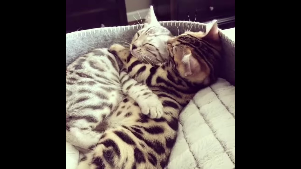 Love love love Bengal cats - YouTube