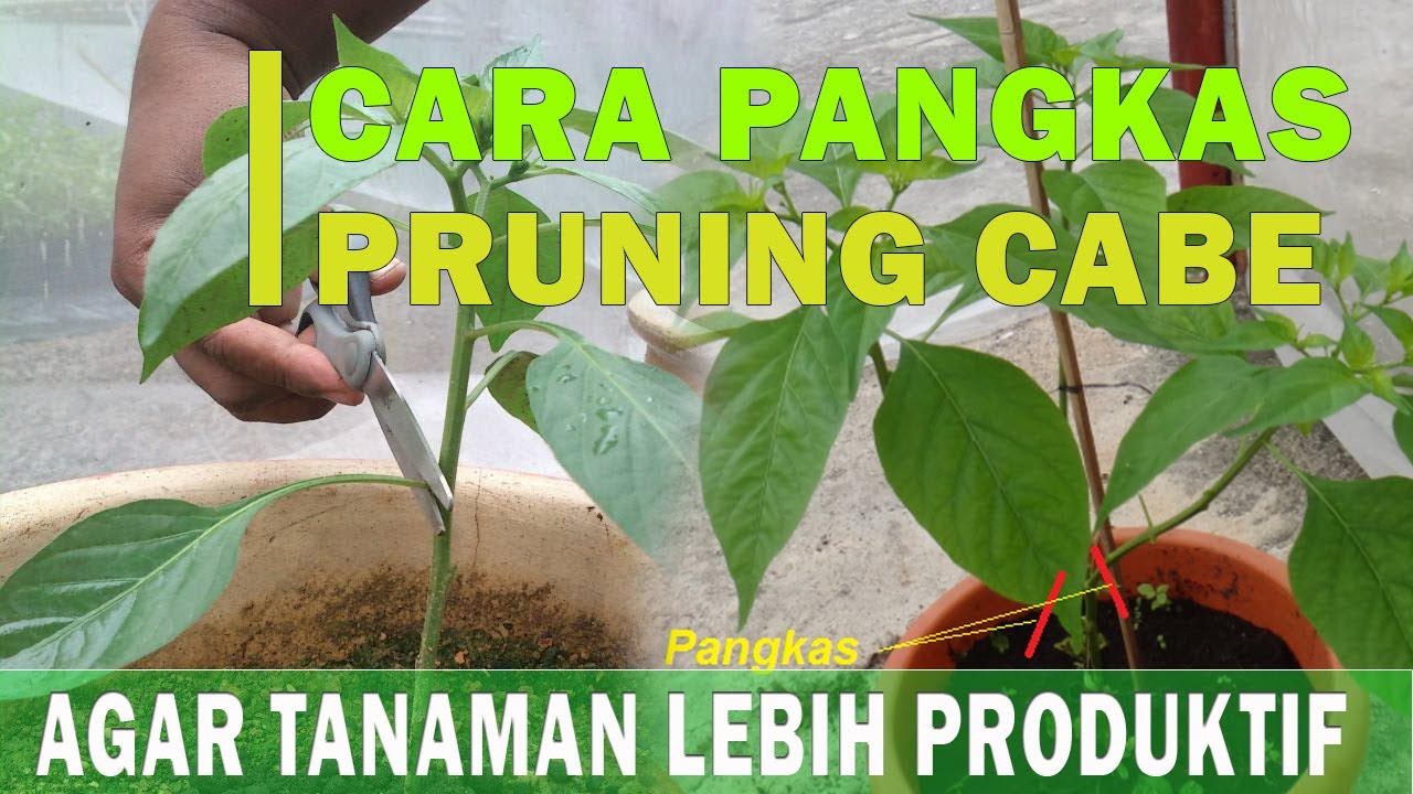 Teknik Pangkas (Pruning) Tanaman Cabe Agar Lebih Produktif - YouTube