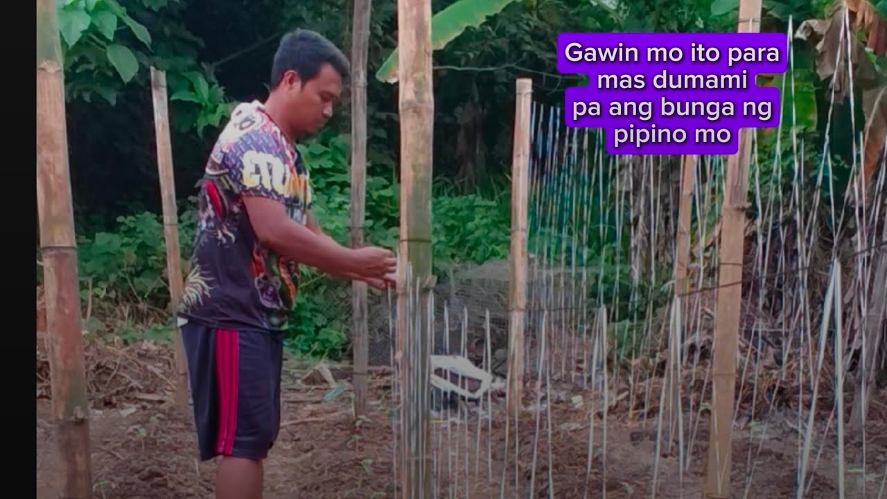 Paano gumawa ng balag para sa pipino. /(how to make trellis for ...