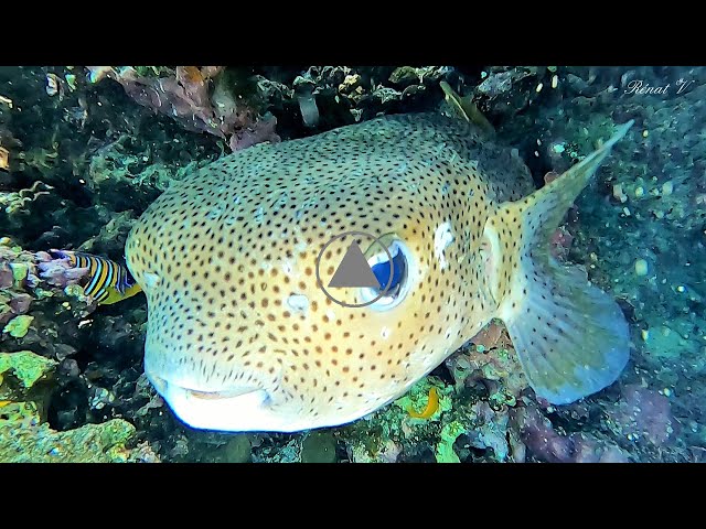 Diodon Hystrix Ou Poisson Diodon Hystrix | DORIS