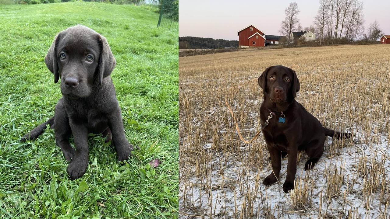 Our chocolate labrador puppy is 7 months old ! - YouTube