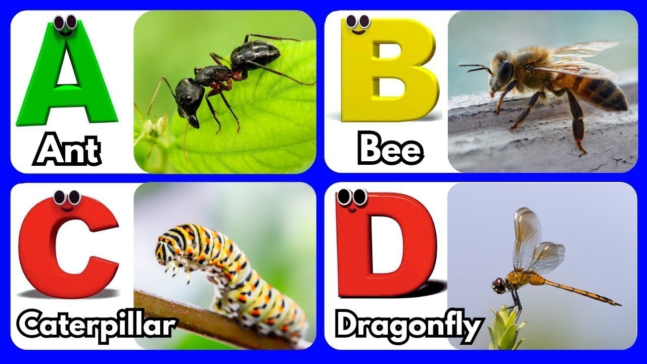 Insects Alphabet Song | Insects ABC Song | Phonics for Kids | Alphabet ...