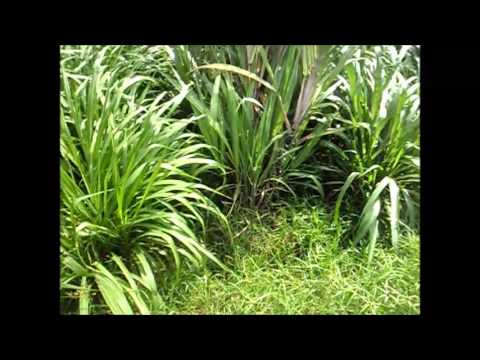 CO-3 Hybrid grass cultivation - II - YouTube