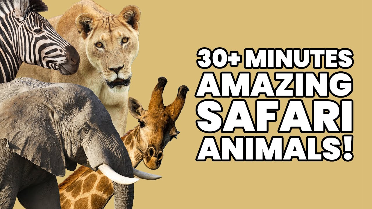30+ Minutes of Amazing SAFARI ANIMALS! Soothing Safari Wildlife Video ...