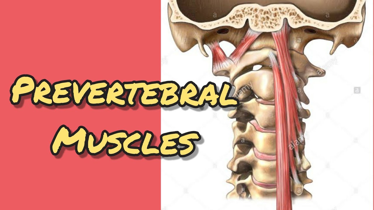 Prevertebral mucles - YouTube