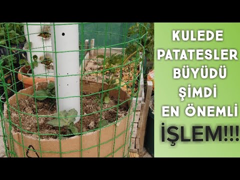 Patateste Yüksek Verim Almanın Olmassa Olmazı, Patates Yetiştiriciliği
