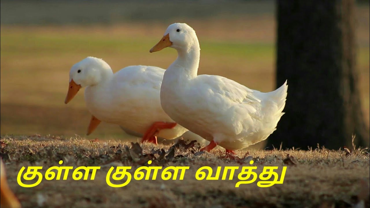 குள்ள குள்ள வாத்து | Kids Tamil Rhymes | Kulla Kulla Vaththu - YouTube