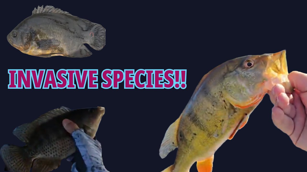 Everglades Fishing for Invasive Species + Alligator Encounter! #fishing ...