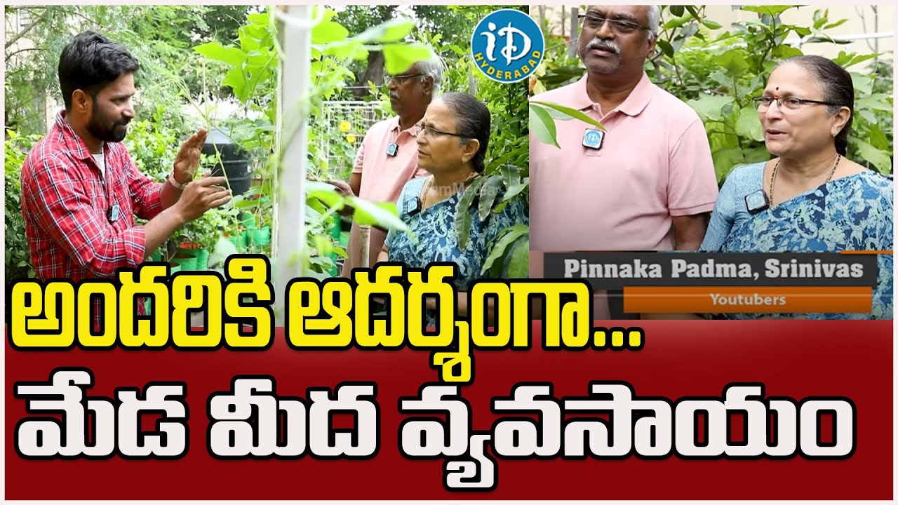 అందరికి ఆదర్శంగా...మేడ మీద వ్యవసాయం| Pinnaka Padma, Srinivas Farming in ...