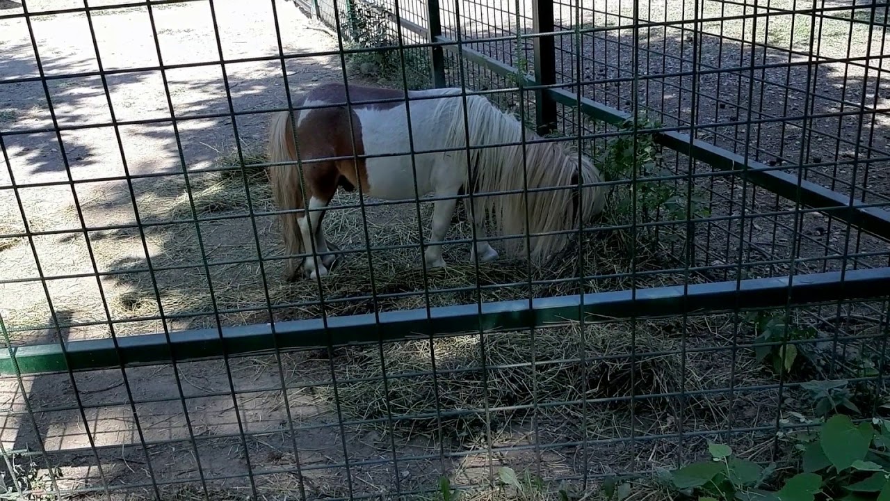 #44 ZOO ROMANIA 2019 - PONEI ALB CU MARO - YouTube