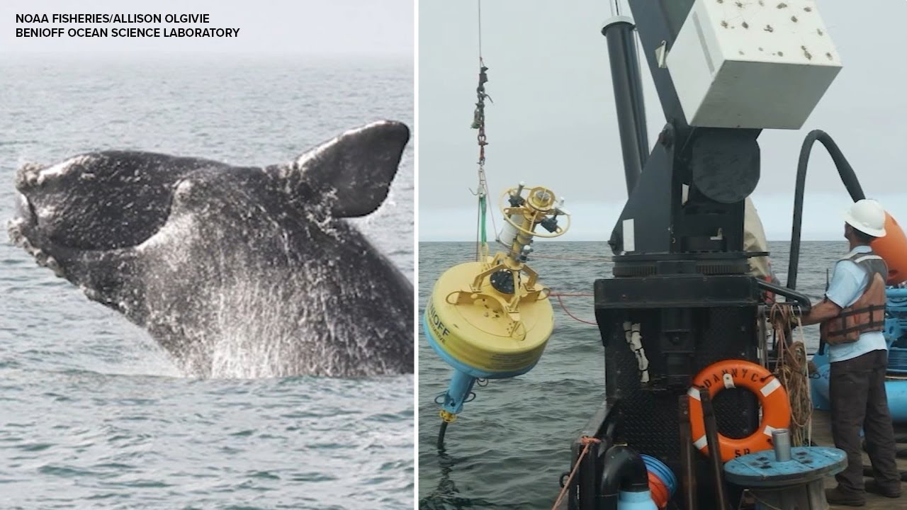 Whale protection network expanding beyond Bay Area to East Coast and ...