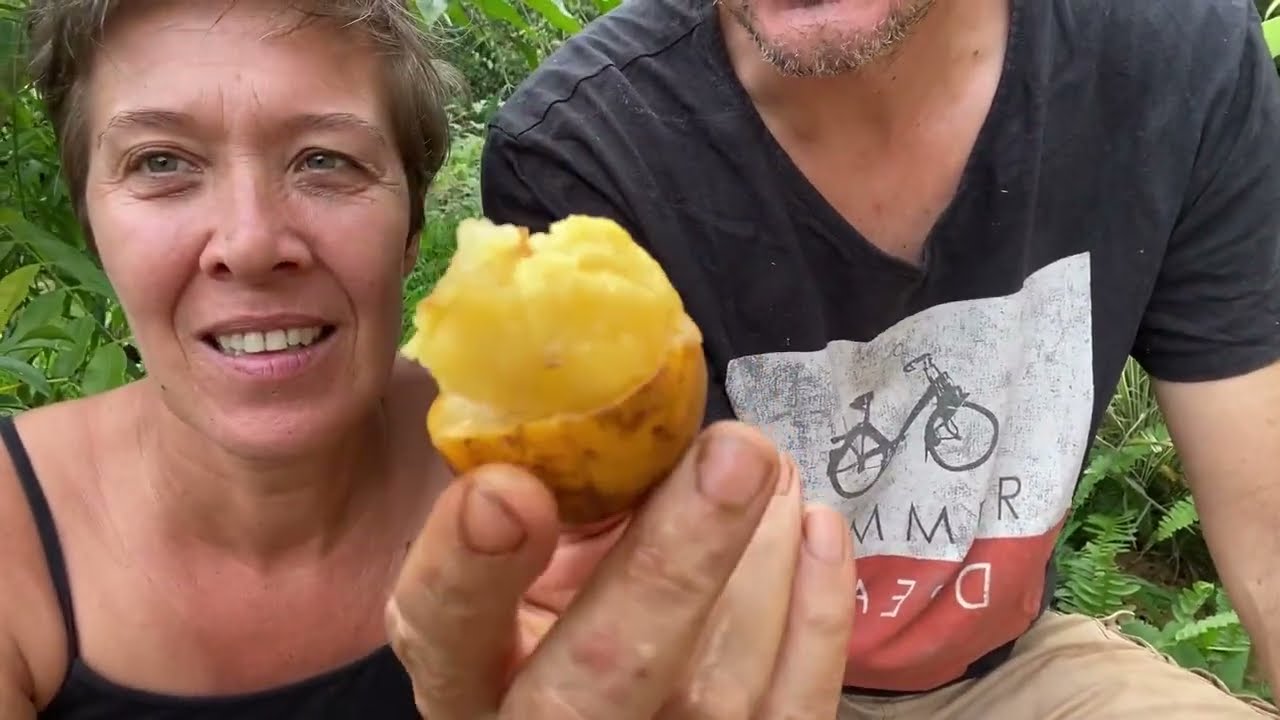 Pomme cythère naine de Tahiti - YouTube