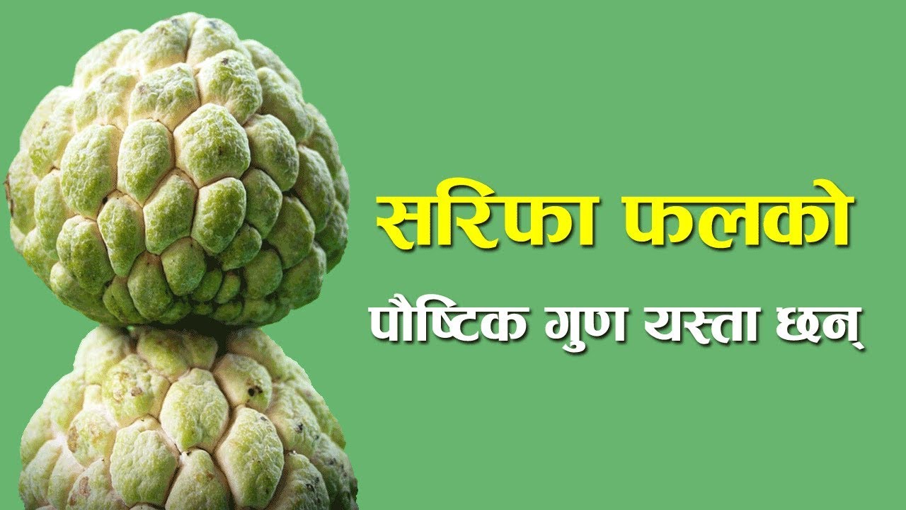 सरिफा फलका अचम्मका फाइदा यस्ता छन् | Health Benefits of Custard Apple ...