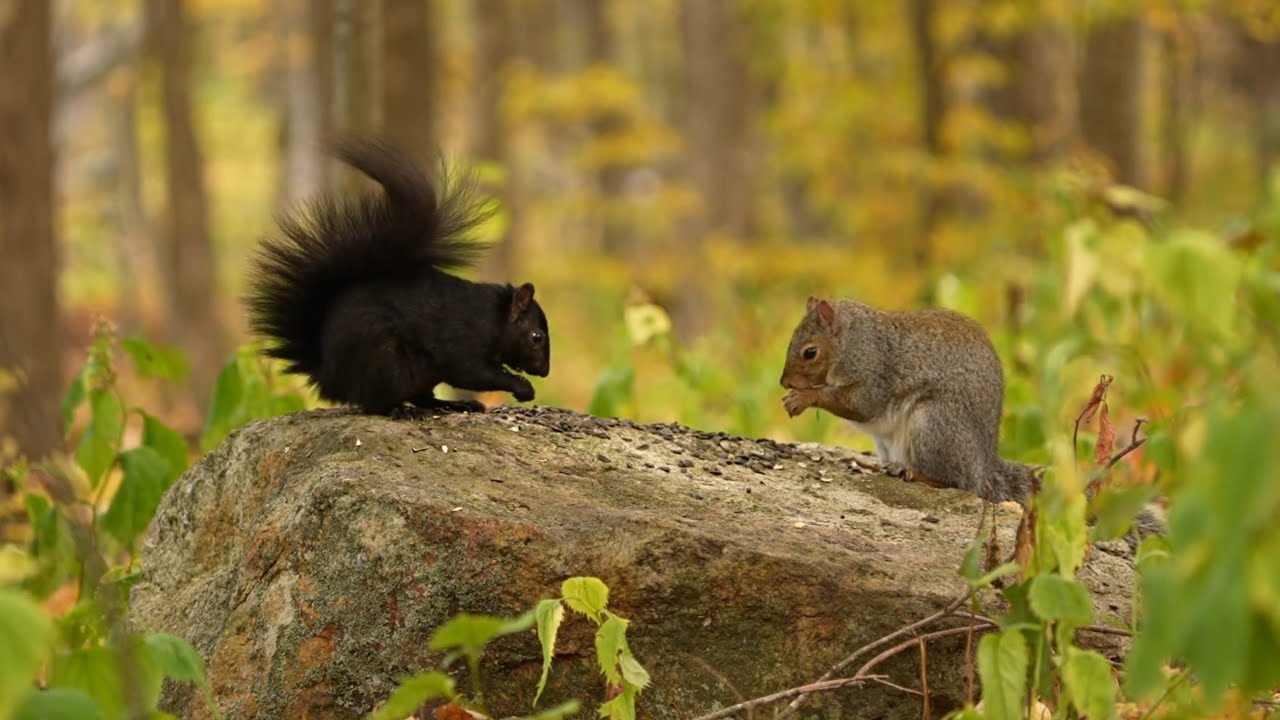 Squirrels and Forest Friends in the Fall - 10 hour Cat TV for Pets to ...