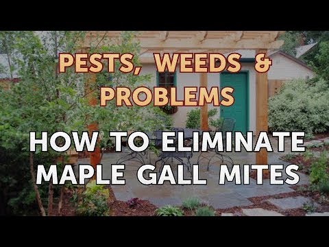 How To Get Rid Of Gall Mites On Maple Trees