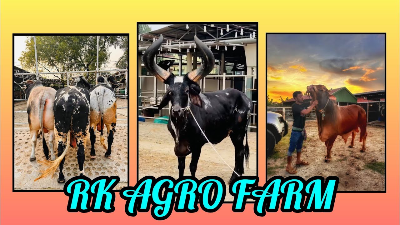 আর.কে এগ্রোর চমৎকার কিছু ষাঁড়। Fabulous bulls of R.K Agro Farm. - YouTube