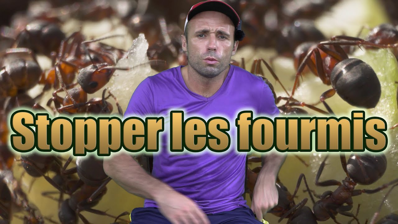 Anti fourmis. Poison pour fourmis étanche à eau, intérieur ou extérieur ...