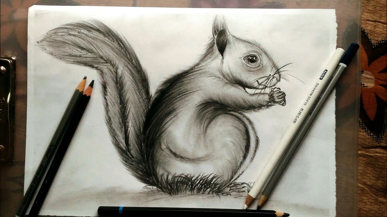 How to draw a realistic squirrel (Part-2) || How to draw and sketch a ...