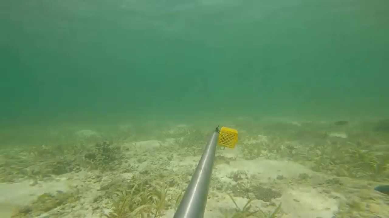 Octopus foraging in seagrass - YouTube