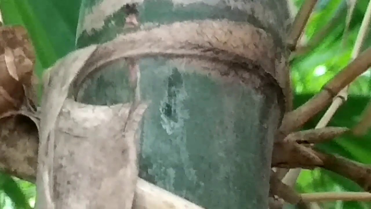 DITEMUKAN . . ! BAMBU SATU RUAS PENDEK YANG UNIK - YouTube