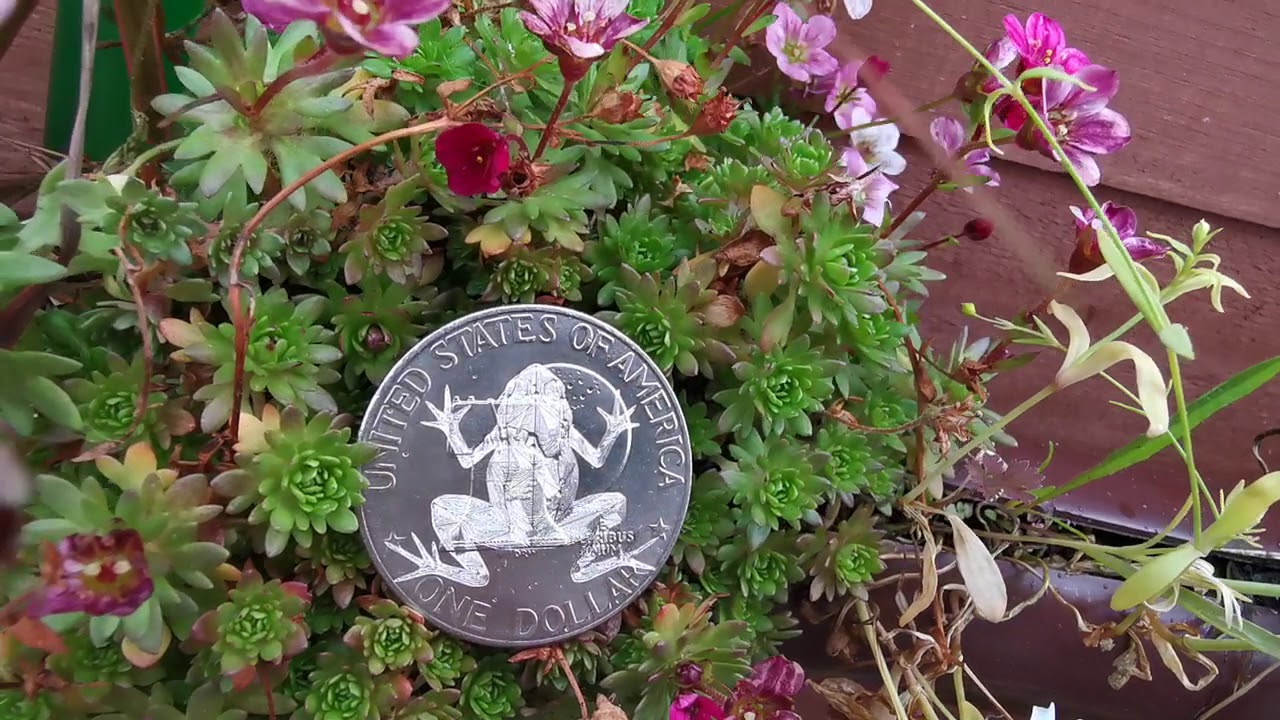 ROBO HOBO Toad in the garden - YouTube