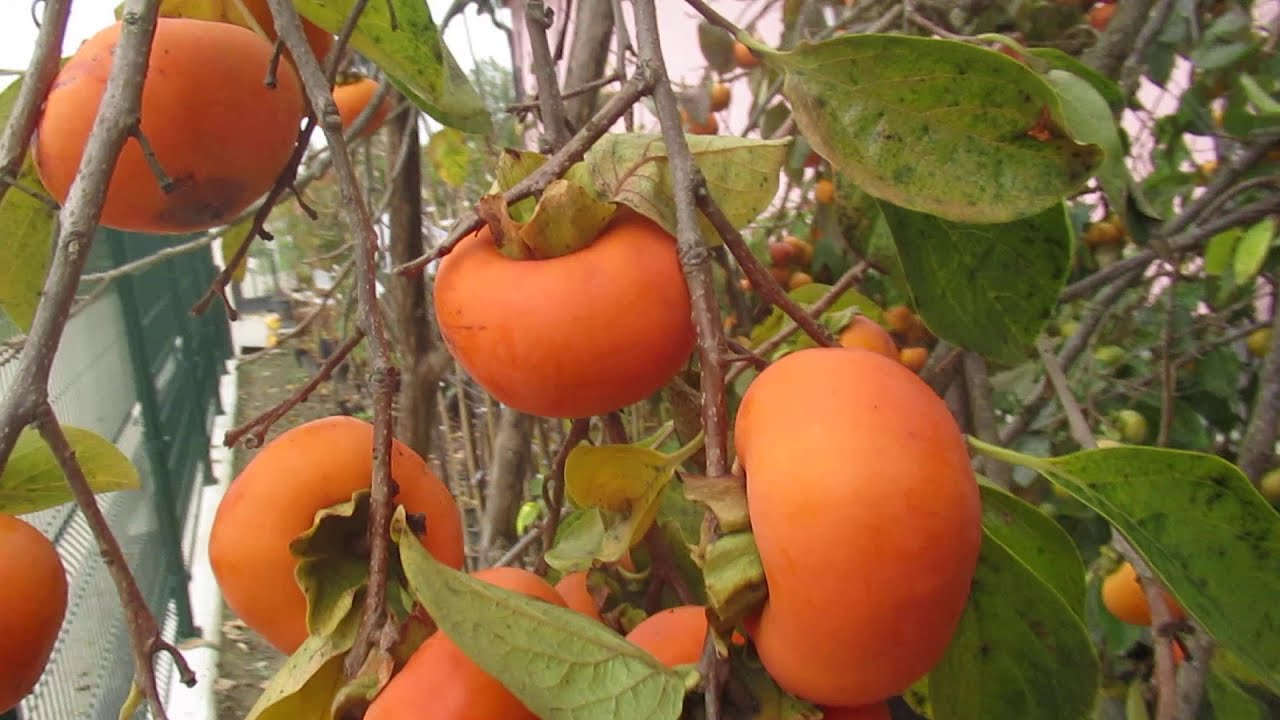 Kaki sorta O´gosho je trdo užitni kaki, ki se uživa z drevesa in se ...