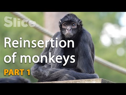 Why Are Spider Monkeys Becoming Endangered