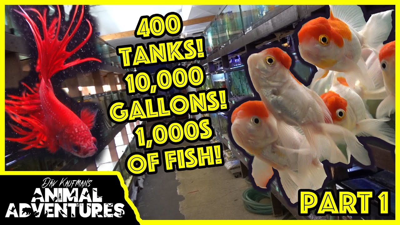 Incredible FISH STORE Tour - Part 1 - YouTube