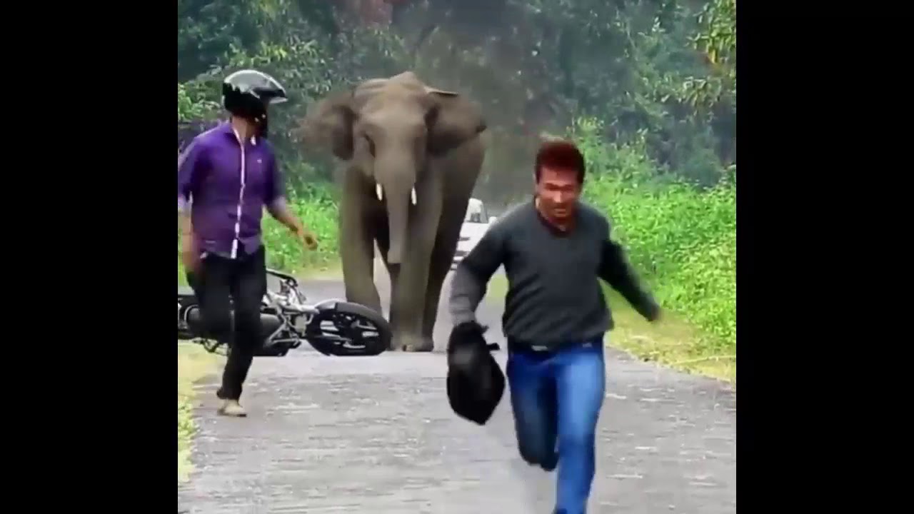 #Top5 Angry Elephant Attack On Humans | Deadly | Life of Wildlife ...