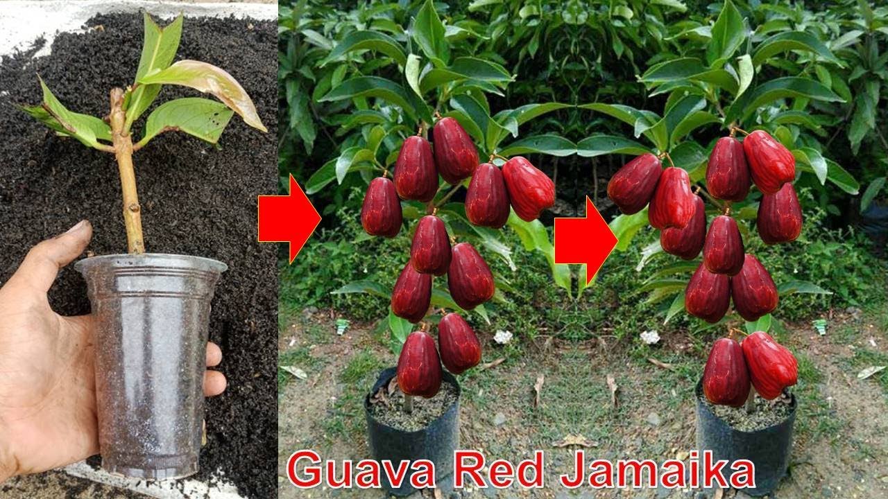 The best way is jamaica guava stem cuttings 100% successful and fast ...