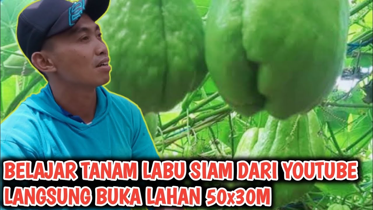 Belajar Budidaya labu Siam dari YouTube langsung buka lahan 50x10m ...