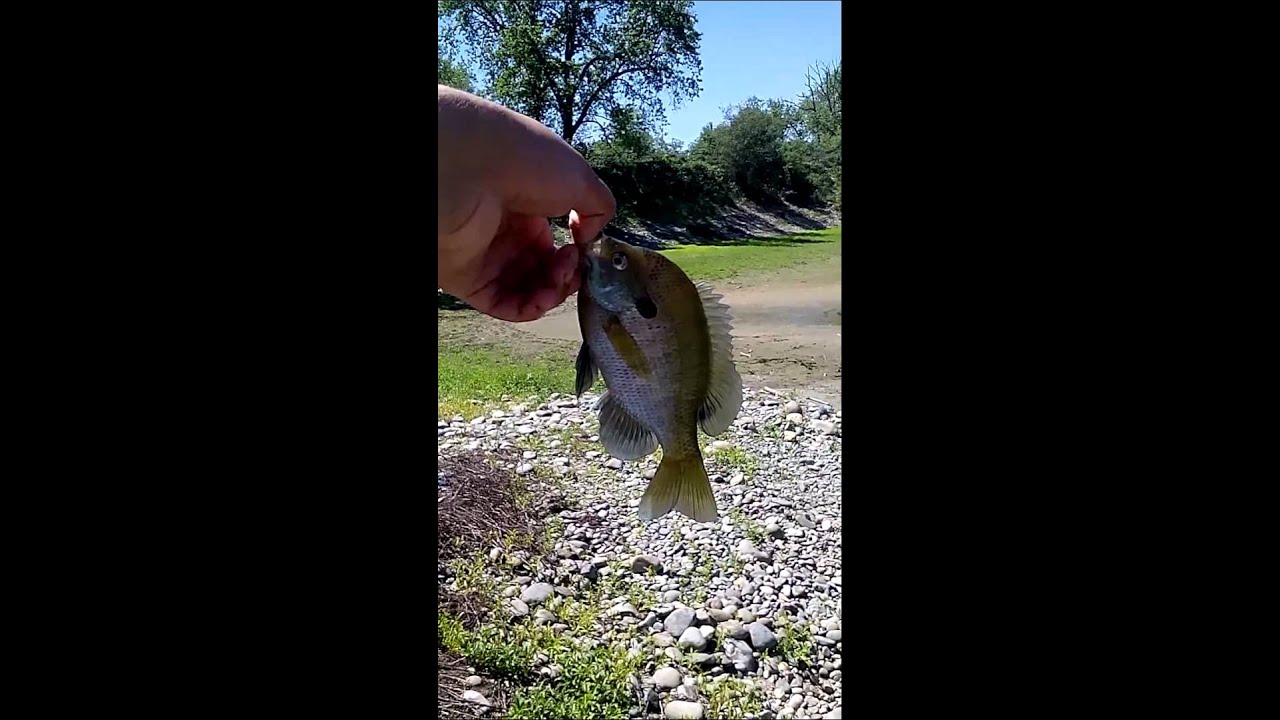 Quarter pound bluegill caught at sacramento bar po - YouTube