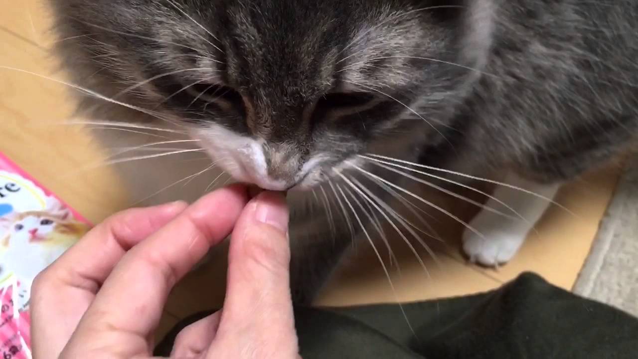 食欲旺盛な猫 ノルウェージャンフォレストキャット Voracious cat. - YouTube