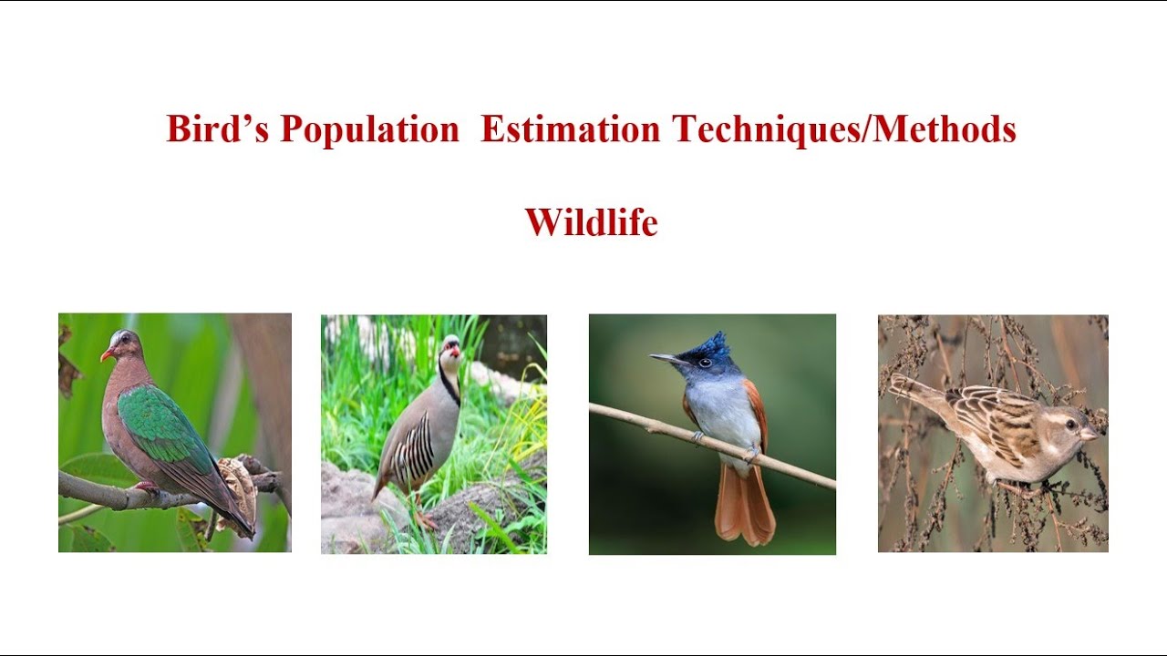 Population Estimation Methods | Birds Population Estimation Methods ...