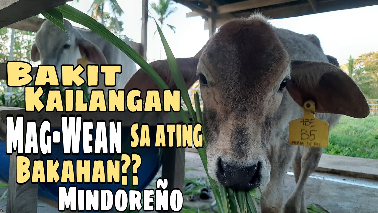 Bakahan In Mindoro Ep. #3: Bakit Kailangan Mag-WEAN sa ating Bakahan ...