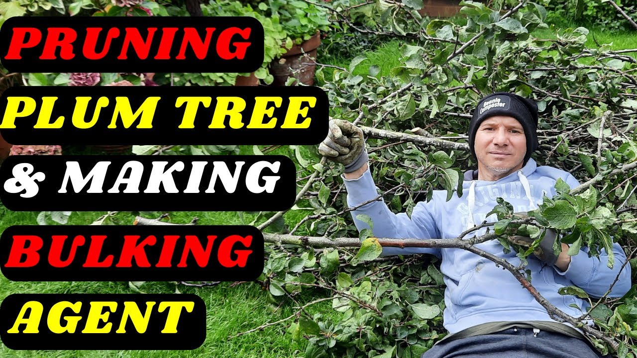 Pruning Plum Tree & Making Bulking Agent ( @ Beanie Composter ) - YouTube