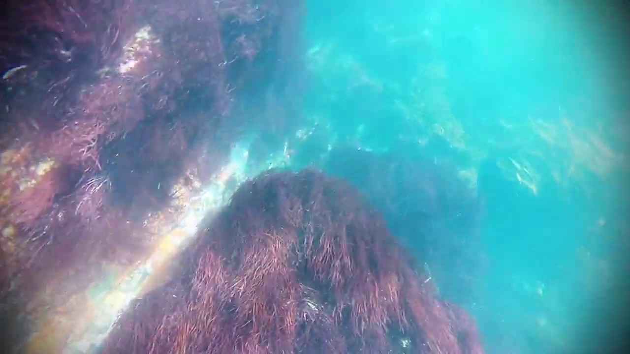 Quick Paua Dive 2020 - YouTube