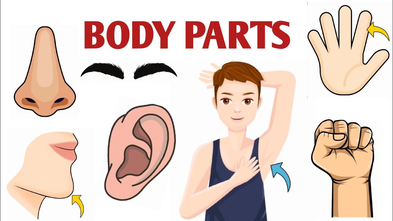 Learn Body Parts Hands, Eyes, Legs, Nose, Ears and many more | Body ...