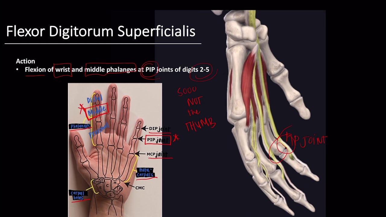 Manual Muscle Test: Flexor Digitorum Superficialis - YouTube