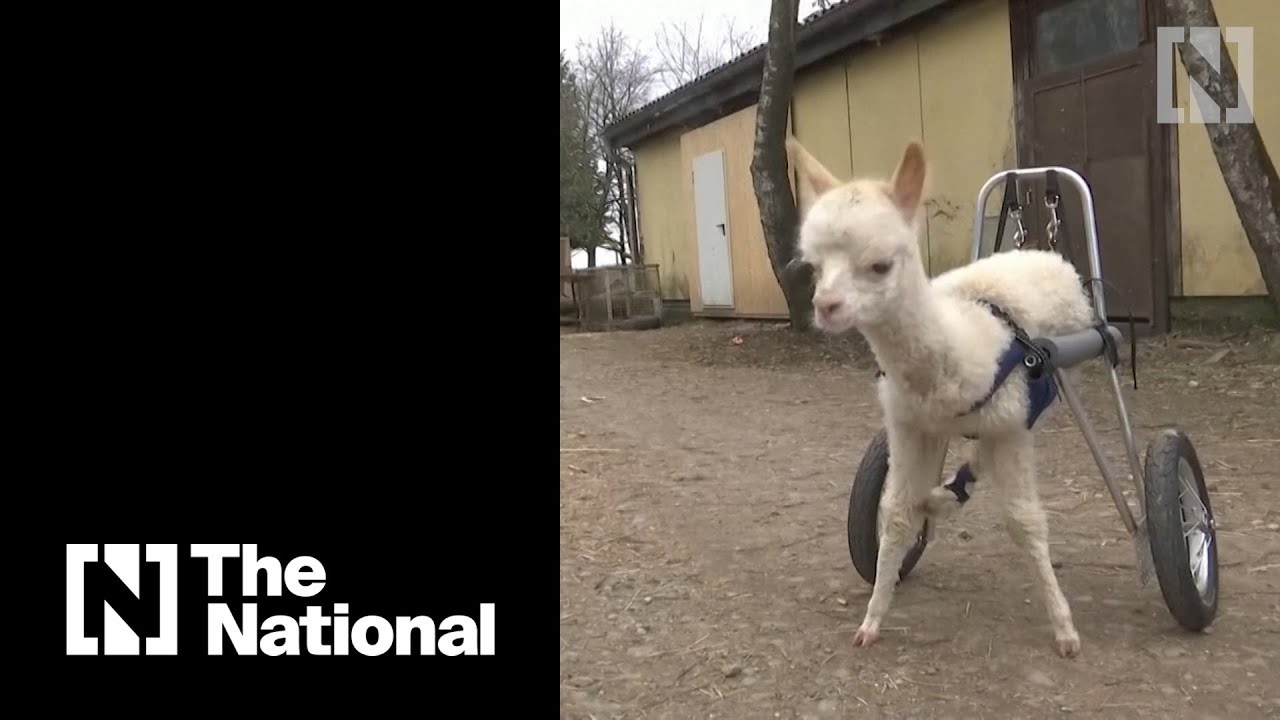 Three-legged baby Alpaca walks again with set of wheels - YouTube