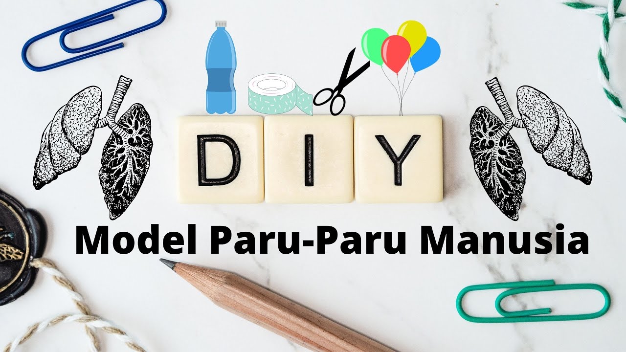 Membuat Model Paru Paru Manusia - YouTube