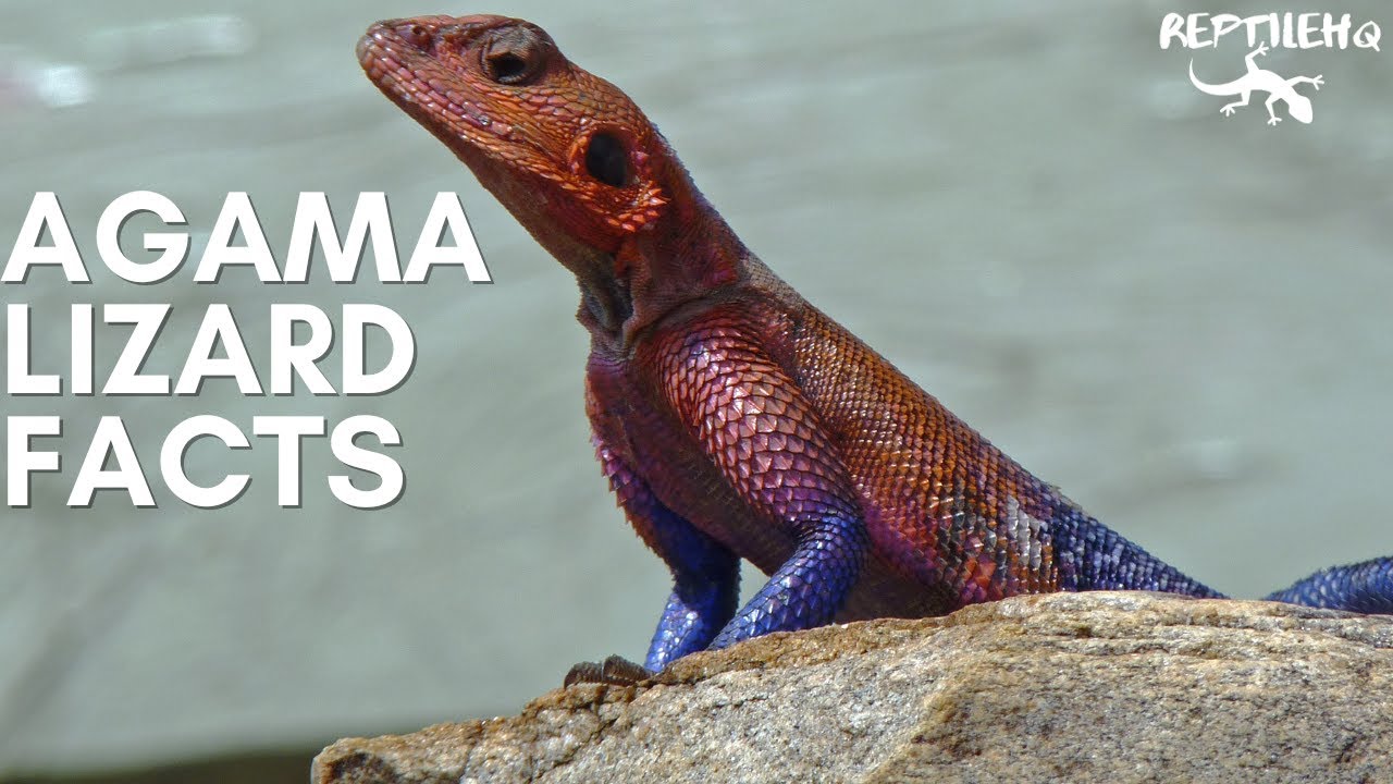 Fascinating Agama Lizard Facts YouTube fascinating-agama-lizard-facts-youtube