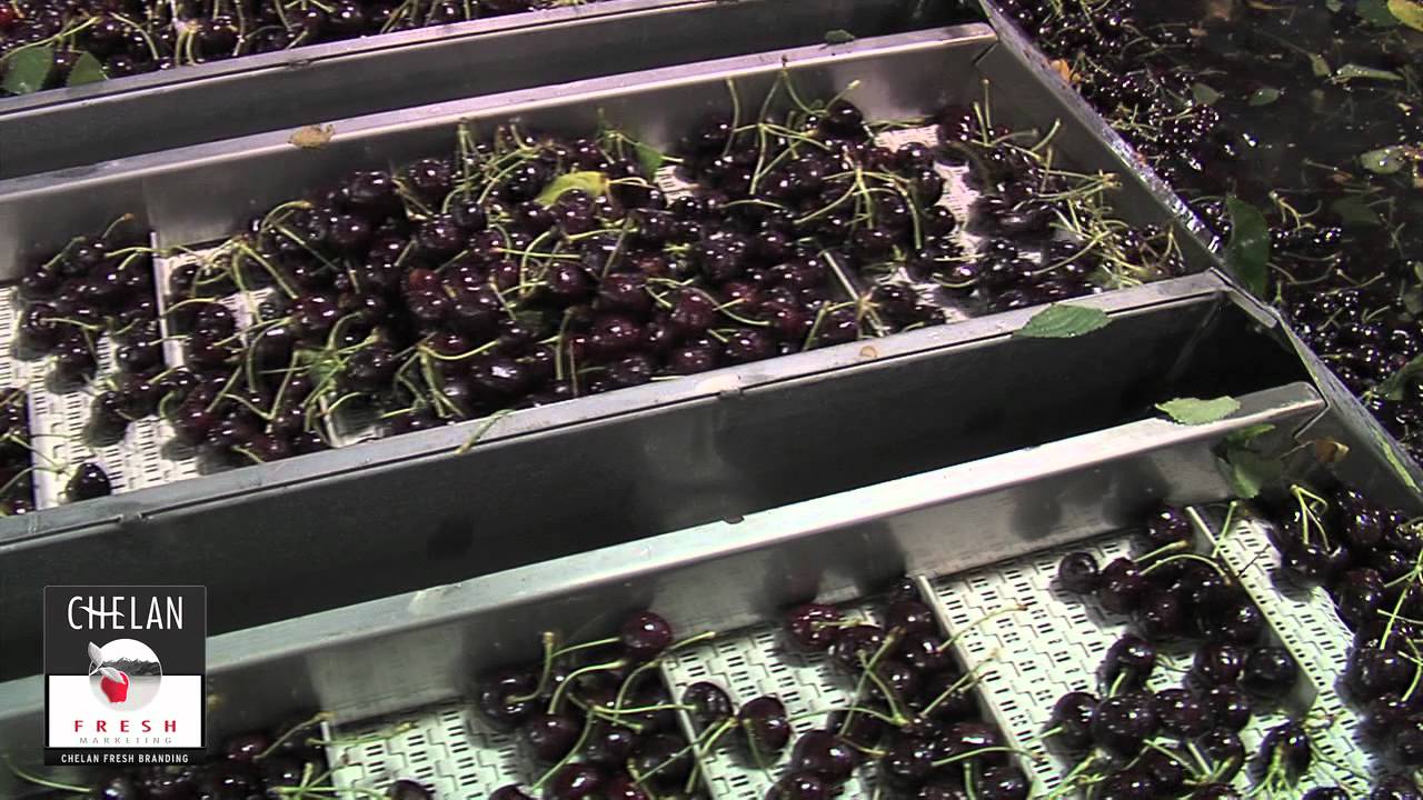 Sweet Cherries being harvested, packed and shipped - YouTube