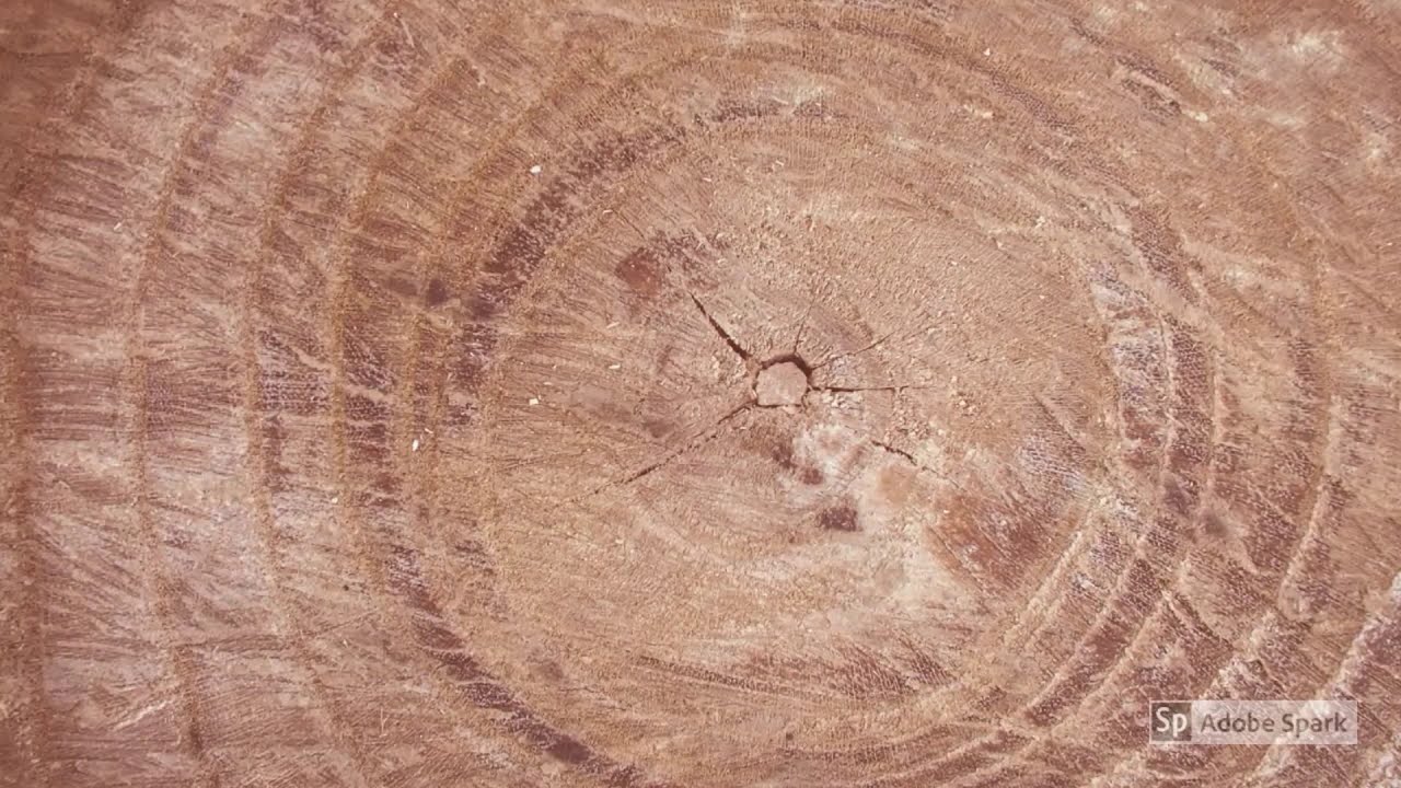 Climate Change and Measuring Climate Change through Tree Rings - YouTube