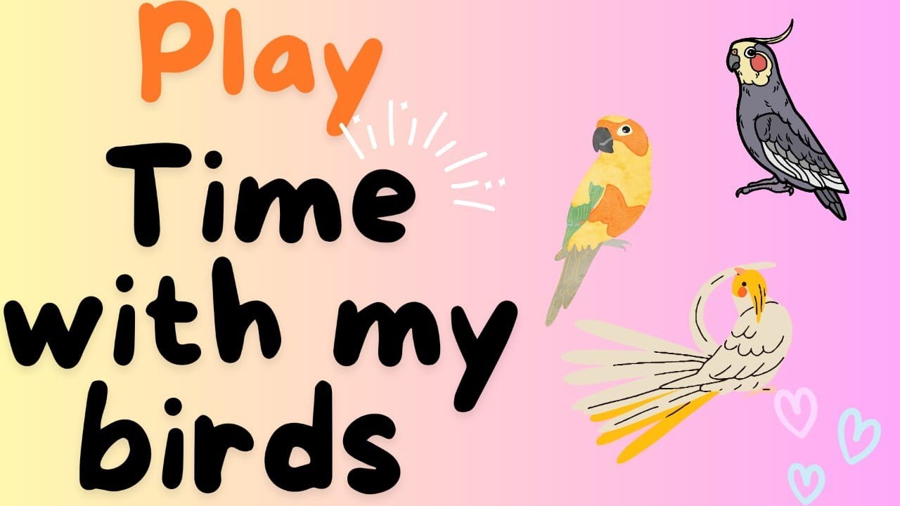 EREN , OREO AND MANGO BOND TIME | BIRDS | SUNCONURE | COCKATIELS ...