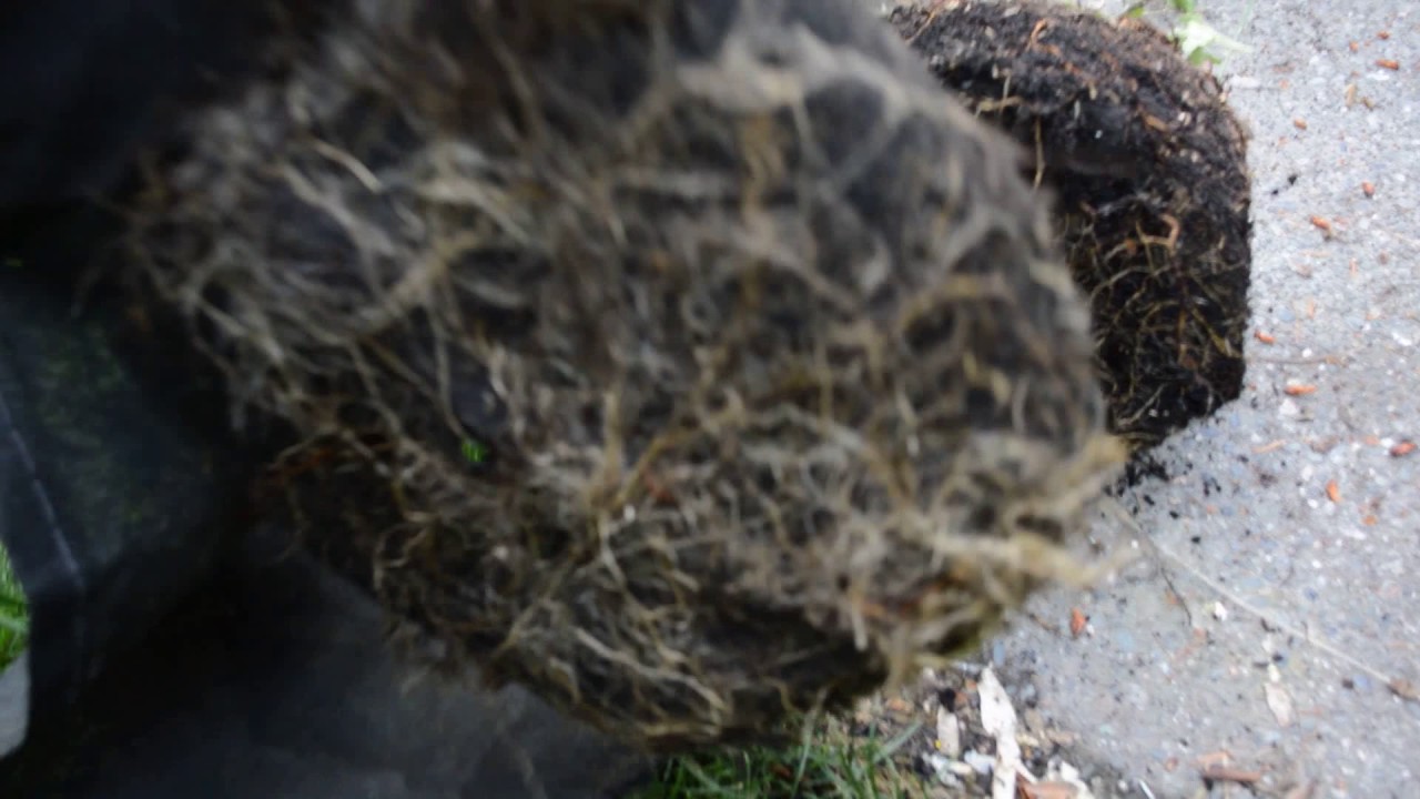 Growing Apple Trees in a Fabric Root Bag | Farming Seattle - YouTube