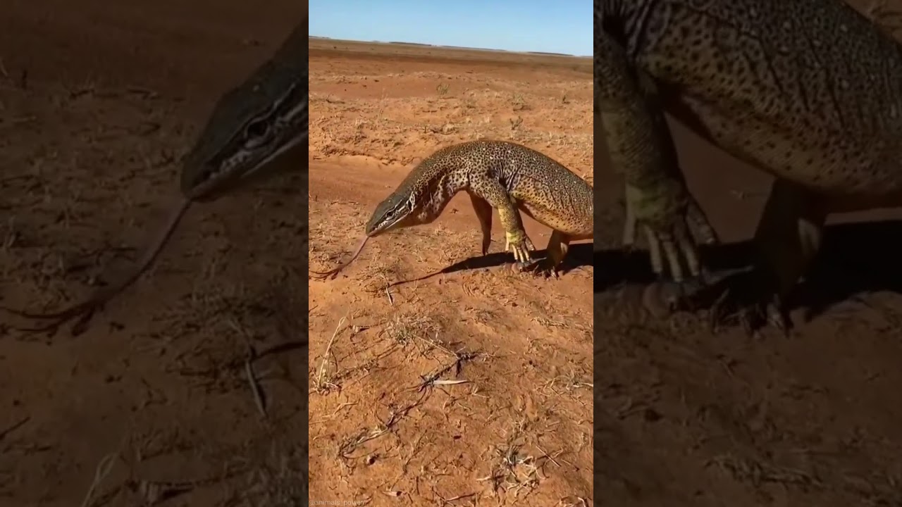 #ghorpad#video# - YouTube