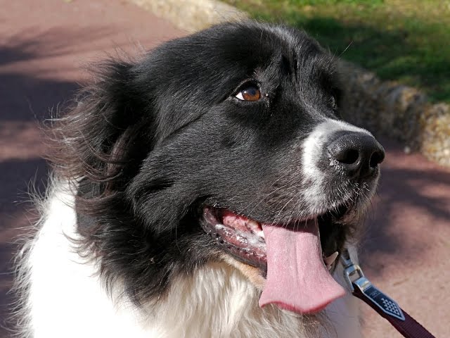 Es El Landseer Una Buena Raza De Perro