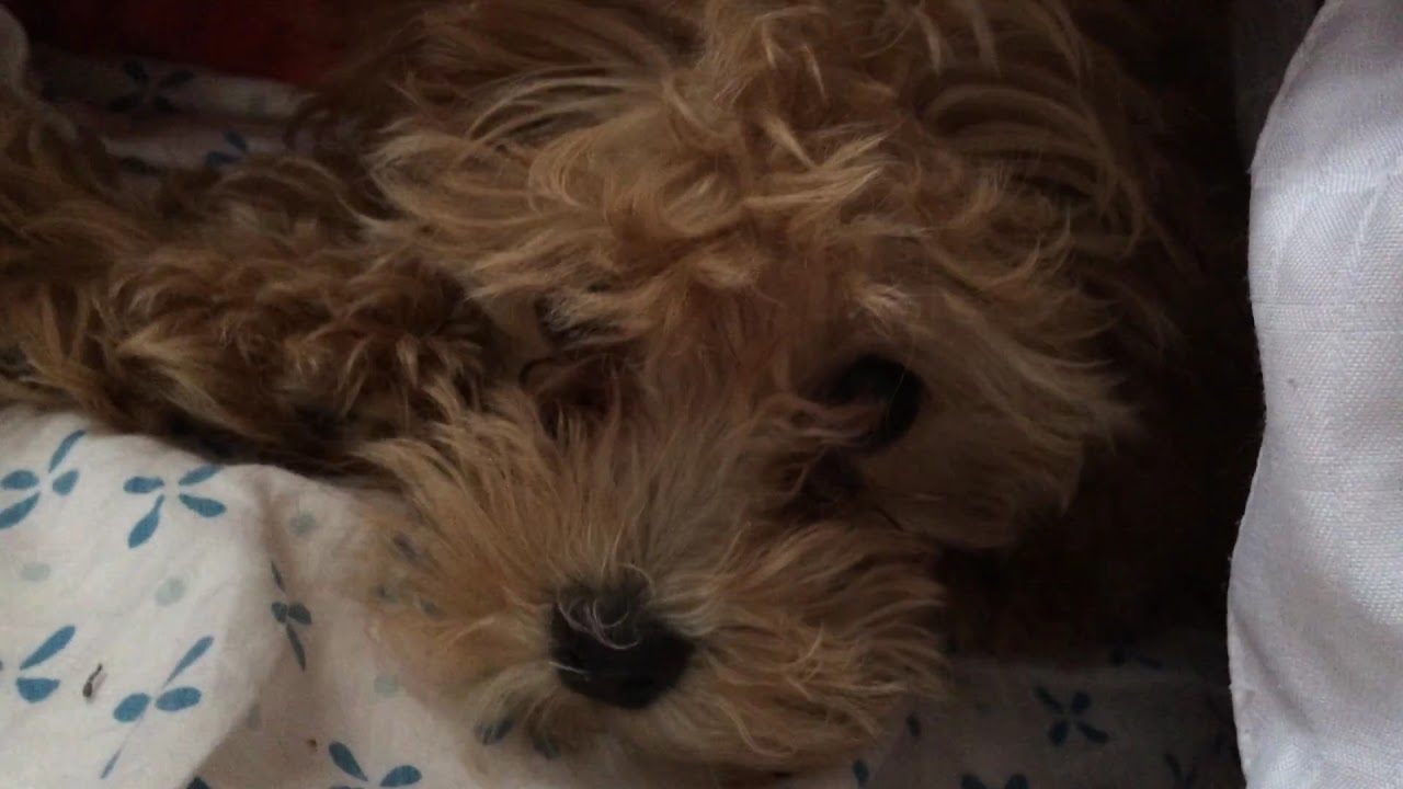 3 months old Cockapoo barking! - YouTube